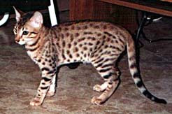 Cat Breeds: Serengeti Cats